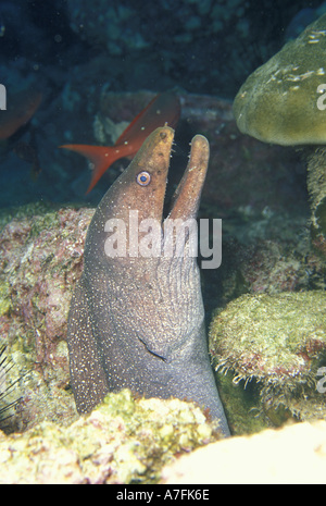 Costa Rica, Cocos Island. Eel, Gymnothorax woodwardi Stock Photo - Alamy