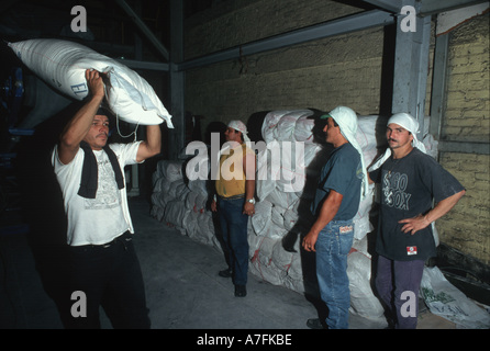 Costa Rica, Grecia, Sugar Harvest and production-refining Stock Photo ...