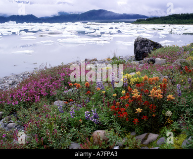 Tongass National Forest, Russell fiord, Paintbrush, Lupine, Firewood ...