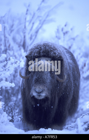 A muskox stands in the snow in Alaska, its thick fur providing ...