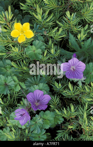 Northern geranium (Geranium erianthum Stock Photo - Alamy