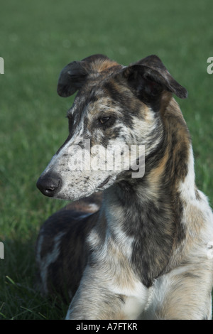 Lurcher. Red Merle colouration Stock Photo - Alamy