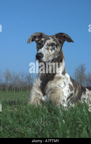 Lurcher. Red Merle colouration Stock Photo - Alamy