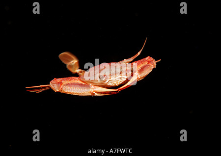 Red legged Swimming Crab Portunus convexus Djibouti Djibuti Africa Afar ...