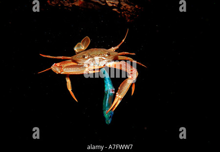 Red legged Swimming Crab eating fish Portunus convexus Djibouti Stock ...