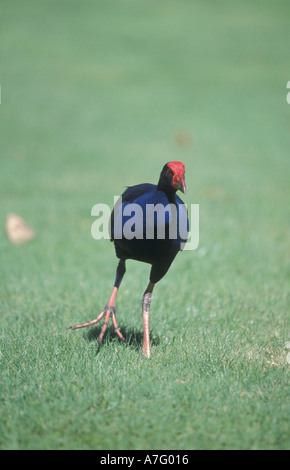 pukeko running in new zealand Stock Photo - Alamy