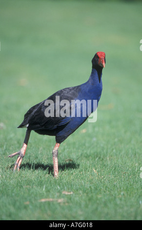 pukeko running in new zealand Stock Photo - Alamy