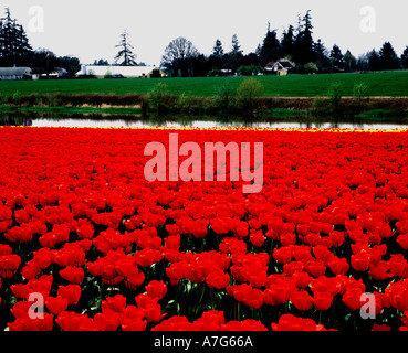Red Tulips at Wooden Shoe Tulip Festival in Woodburn Oregon Stock Photo ...