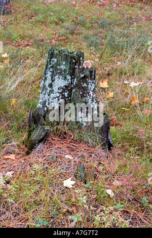 an old dead tree in a clearing Stock Photo - Alamy