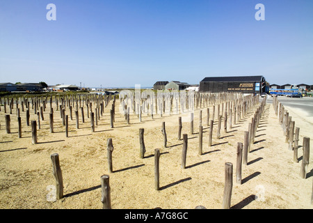 POLES USED FOR MUSSEL BREEDING AT ENTRANCE OF INDUSTRIAL PLANT LE ...