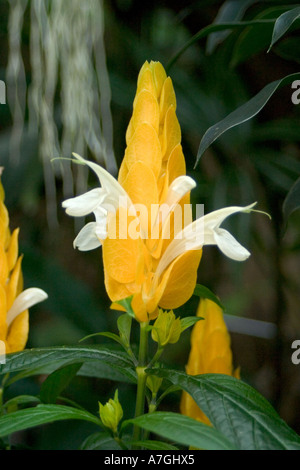 Orchids; Seattle, Washington Stock Photo - Alamy