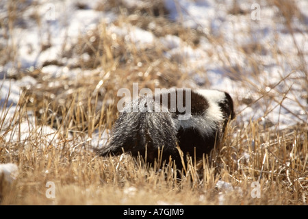 Striped Skunk in early spring in scenic Saskatchewan Canada Stock Photo ...