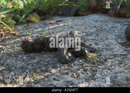 EUROPEAN RED FOX FAECES Vulpes vulpes Stock Photo - Alamy