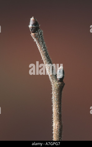 ENGLISH ELM bud Ulmus procera Stock Photo - Alamy
