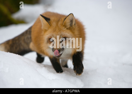Red fox in the winter Stock Photo - Alamy