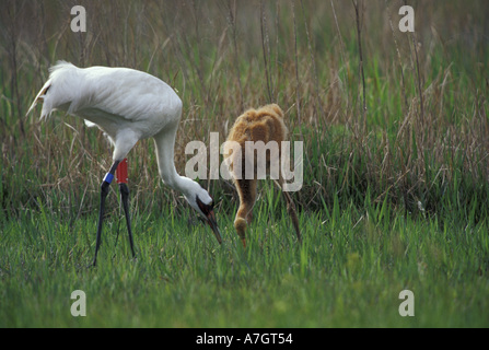 Whooping crane (Grus americana) Eating a snake it has captured, Aransas ...