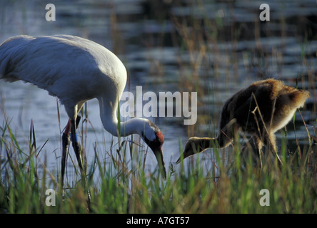 Whooping crane (Grus americana) Eating a snake it has captured, Aransas ...