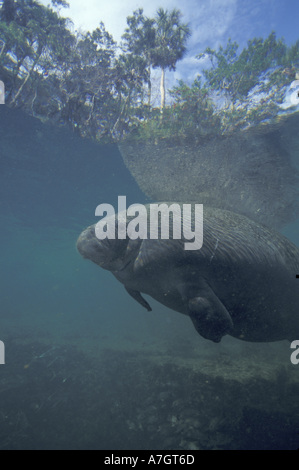NA, USA, Florida. Endangered manatee Stock Photo - Alamy