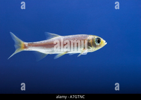 Ide, Orfe (Leuciscus idus), swimming Ide Stock Photo - Alamy