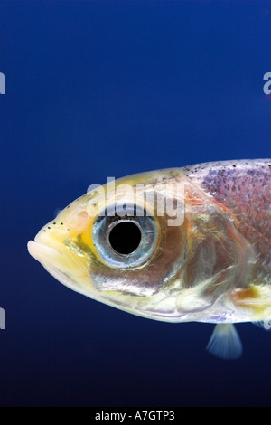 ORFE or IDE blue form underwater Leuciscus idus Stock Photo - Alamy