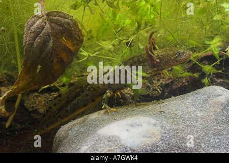 GREAT CRESTED NEWT juvenile newtpole eft or tadpole underwater Triturus ...