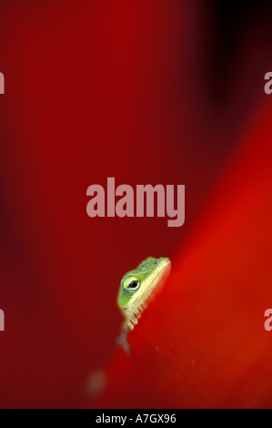 Agave on Maui Hawaii Stock Photo - Alamy