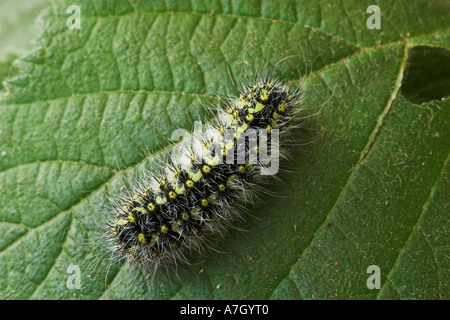 EMPEROR MOTH Saturna pavonia caterpillar or larva shed skins Stock ...