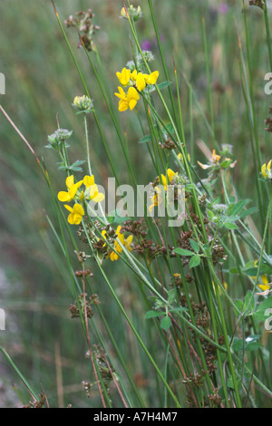 hairy birdsfoot trefoil Lotus subbiflorus isles of scilly Stock Photo ...