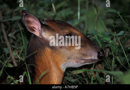 Bay duiker; Cephalophus dorsalis Stock Photo - Alamy