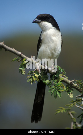 LONG TAILED FISCAL SHRIKE AMBOSELI NATIONAL PARK KENYA AFRICA Stock ...