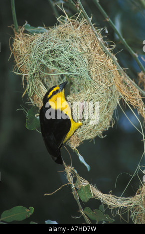 Kenya, Amboseli National Park, Black-Headed Heron (Ardea melanocephala ...