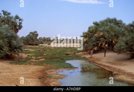 Oasis in the Chalbi desert, Kenya Stock Photo - Alamy