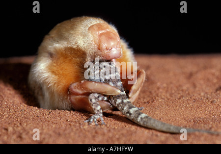 Marsupial mole Stock Photo - Alamy