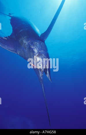 Blue Marlin Makaira nigricans Kona Coast Big Island Pacific Ocean ...