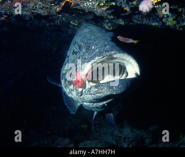 Large potato cod with mouth open wide at a cleaning station Stock Photo ...