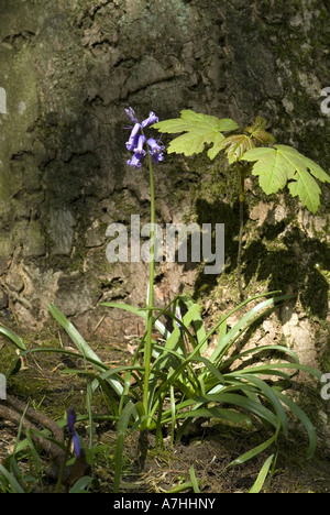 small clump of bluebells Stock Photo - Alamy