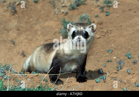 The Black-footed Ferret, listed as endangered, is a small carnivorous ...