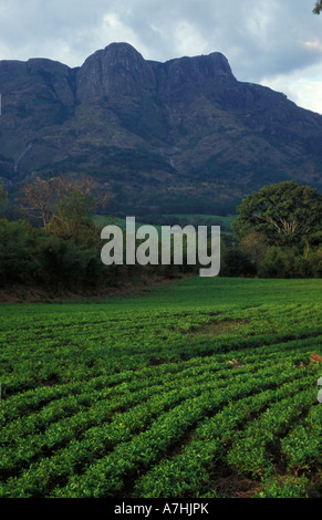 tea plantation at the base of the Mulanje Massif, Malawi Stock Photo ...