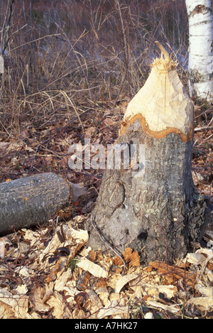 Witch Hole Pond, Acadia National Park, Maine Stock Photo - Alamy