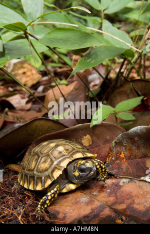 Yellow-footed tortoise (Geochelone denticulata /Testudo tabulata ...