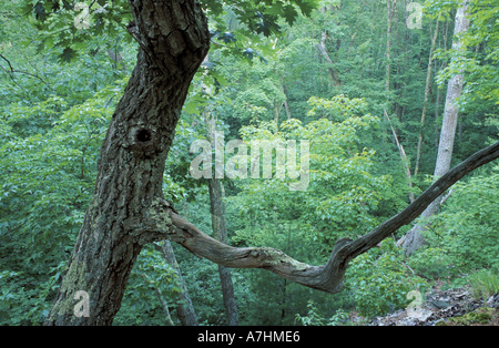 An oak hickory forest at the newly protected Sawyer Richardson property ...