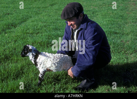 French Basque people man shepherd with dog and flock of sheep Pyrenees ...