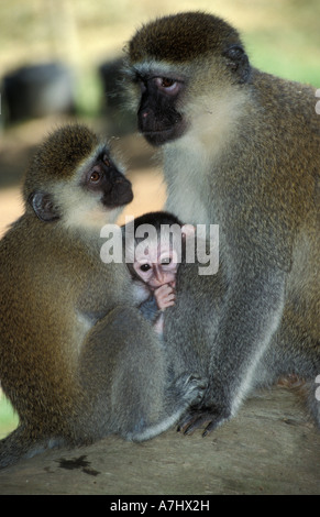 Vervet Monkey (Cercopithecus aethiops), mother suckling baby, Kruger ...