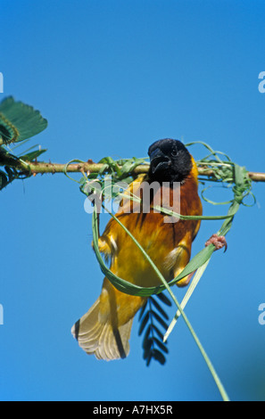 Yellow-backed Weaver (Ploceus melanocephalus Stock Photo - Alamy