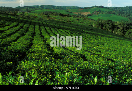 Uganda, Near Fort Portal, Tea Plantation, Man Picking New Tea Leaves ...