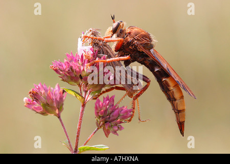 Hornet robberfly (Asilus crabroniformis) is a predator diptera insect ...