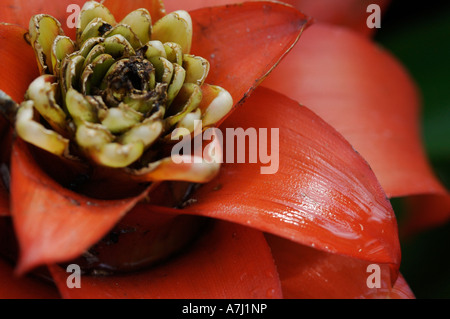 Earthstar (Family Geastraceae, class Gasteromycetes Stock Photo - Alamy