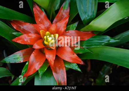 Earthstar (Family Geastraceae, class Gasteromycetes Stock Photo - Alamy