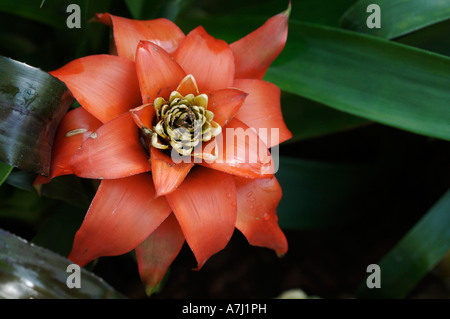 Earthstar (Family Geastraceae, class Gasteromycetes Stock Photo - Alamy