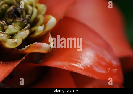 Earthstar (Family Geastraceae, class Gasteromycetes Stock Photo - Alamy